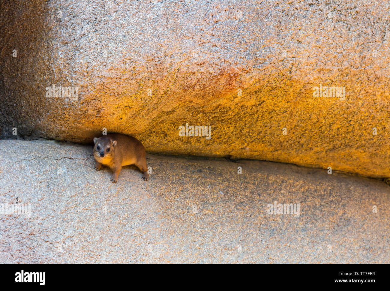 Rock hyrax (Procavia capensis) or Cape hyrax Stock Photo - Alamy