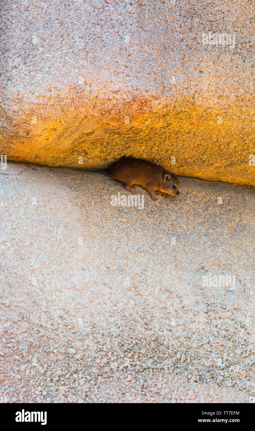 Rock hyrax (Procavia capensis) or Cape hyrax Stock Photo - Alamy