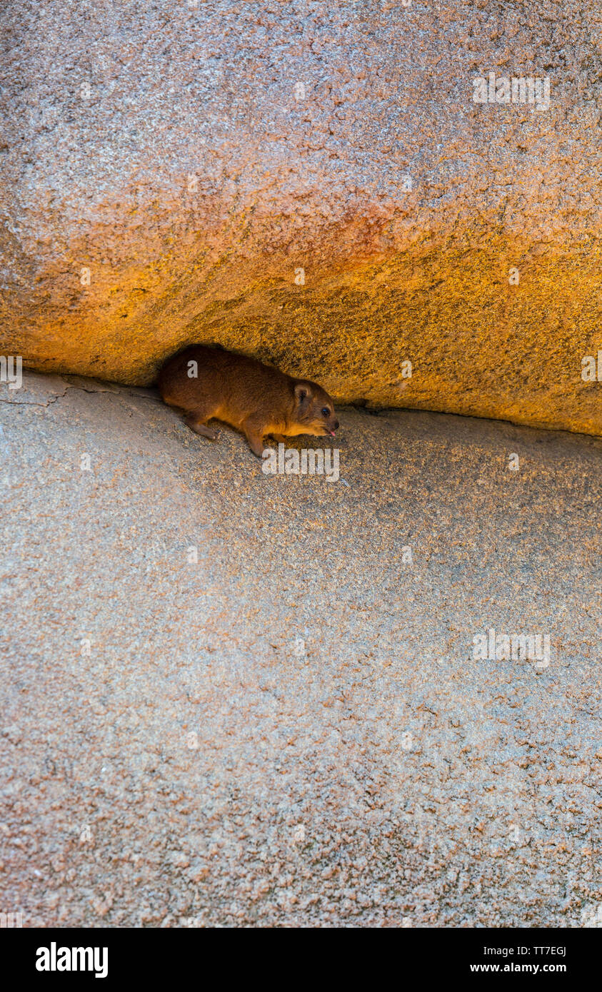 Rock hyrax (Procavia capensis) or Cape hyrax Stock Photo - Alamy