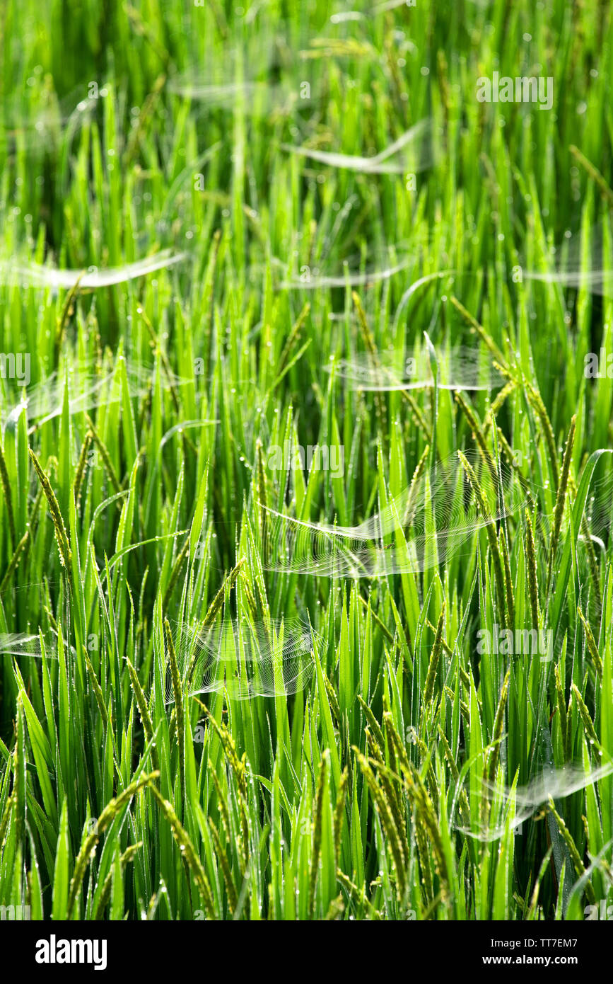 rice field nature sunny with spider web Stock Photo - Alamy