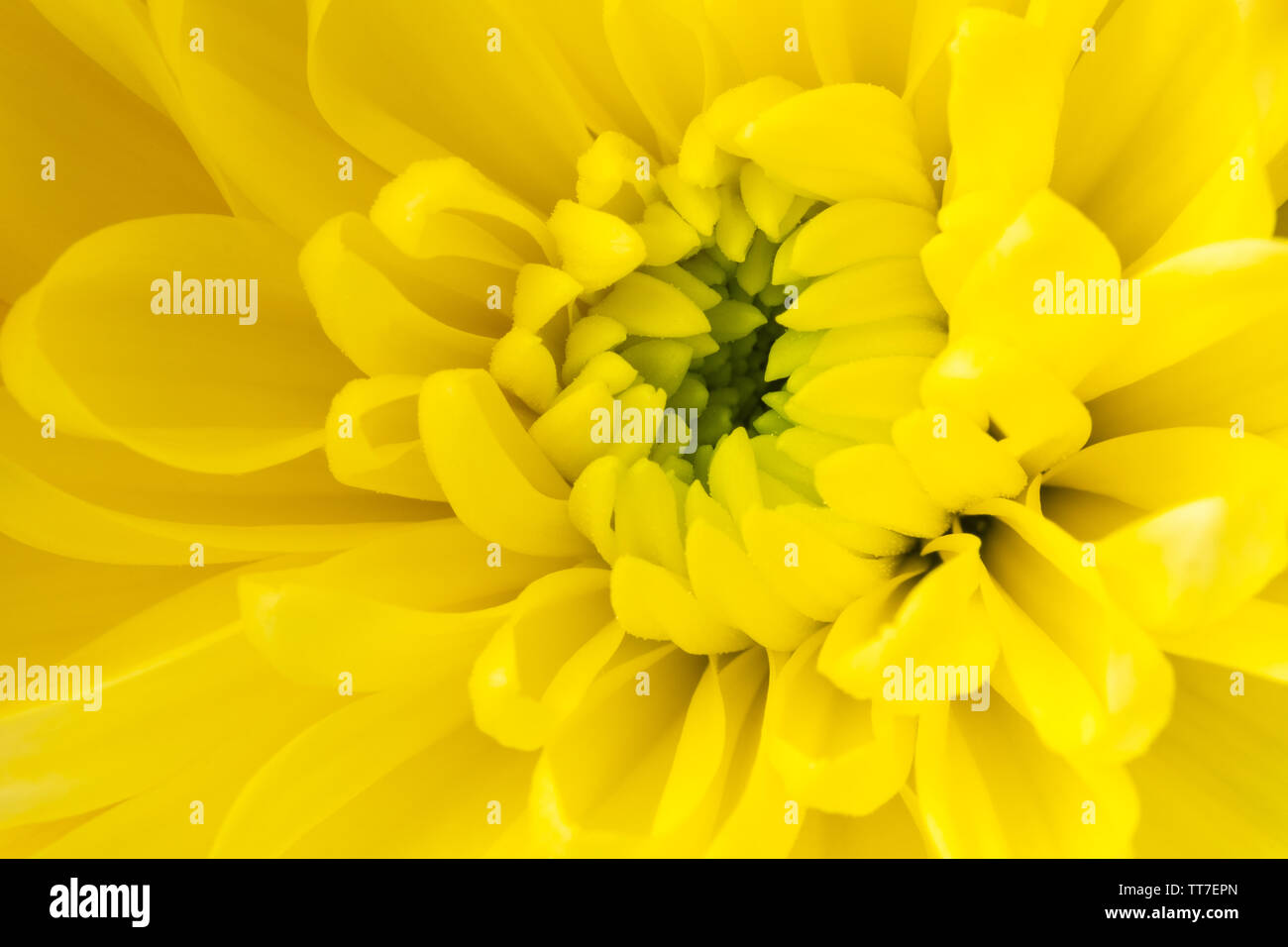 Full frame detail of a yellow gerbera flower Stock Photo - Alamy