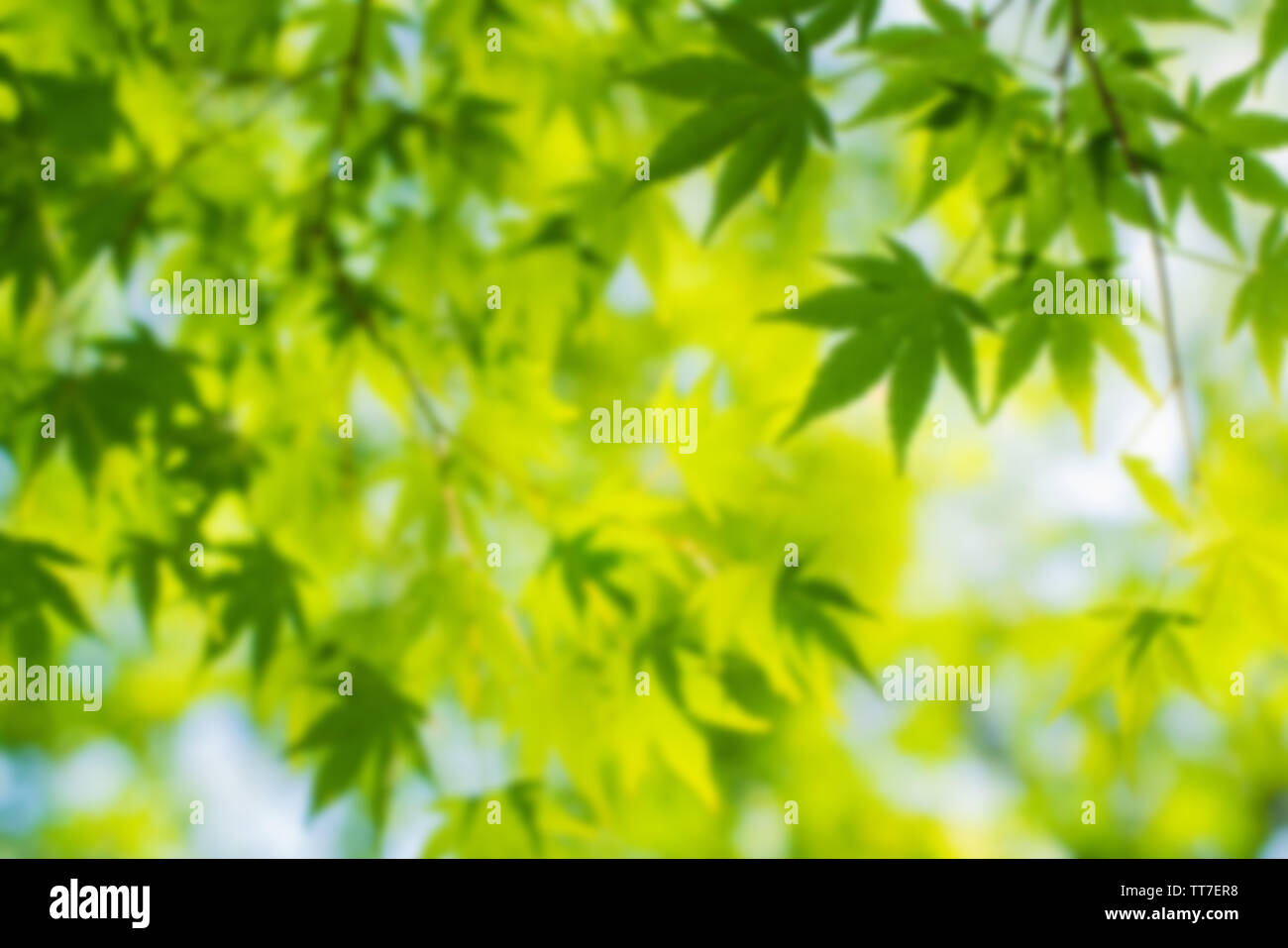 Green maple leaf background, shade, light and shadow Stock Photo - Alamy