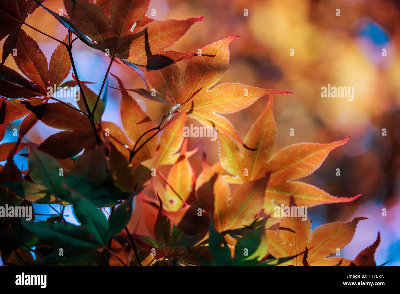Red maple leaf background, shade, light and shadow Stock Photo - Alamy