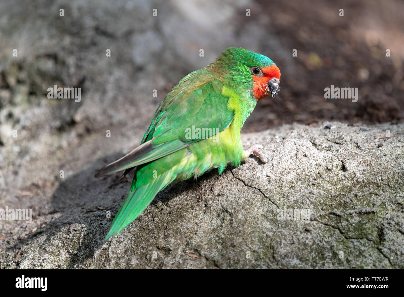 Little lorikeet (Glossopsitta pusilla) is a species of parrot in the ...