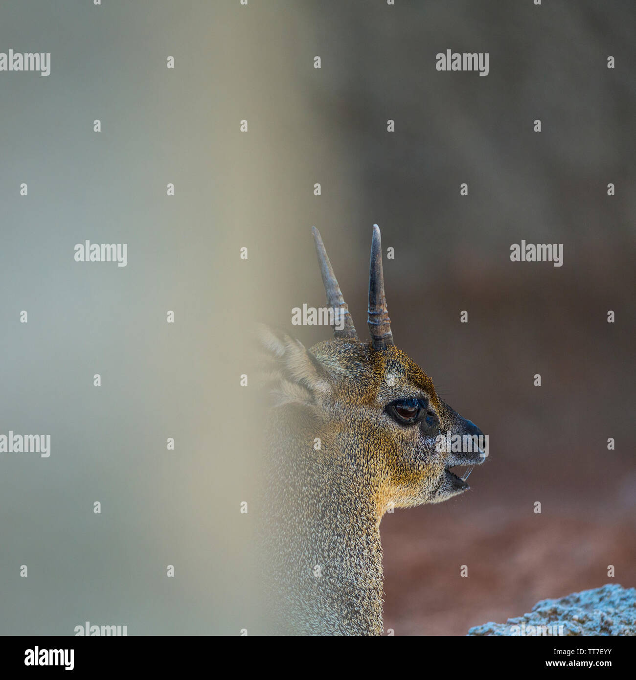 Saltarrocas klipspringer hi-res stock photography and images - Alamy