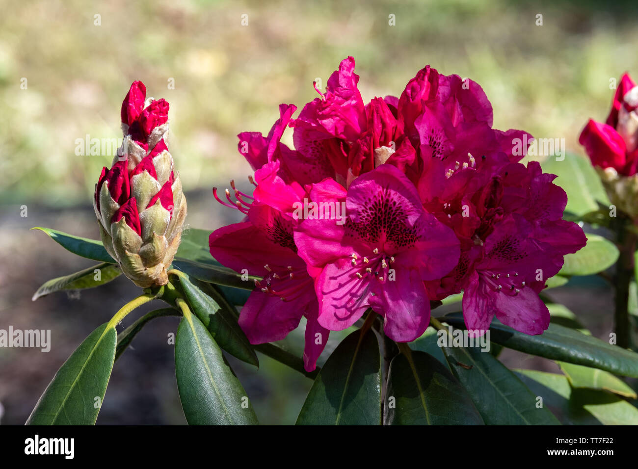 Rhododendron hymenanthes hi-res stock photography and images - Alamy