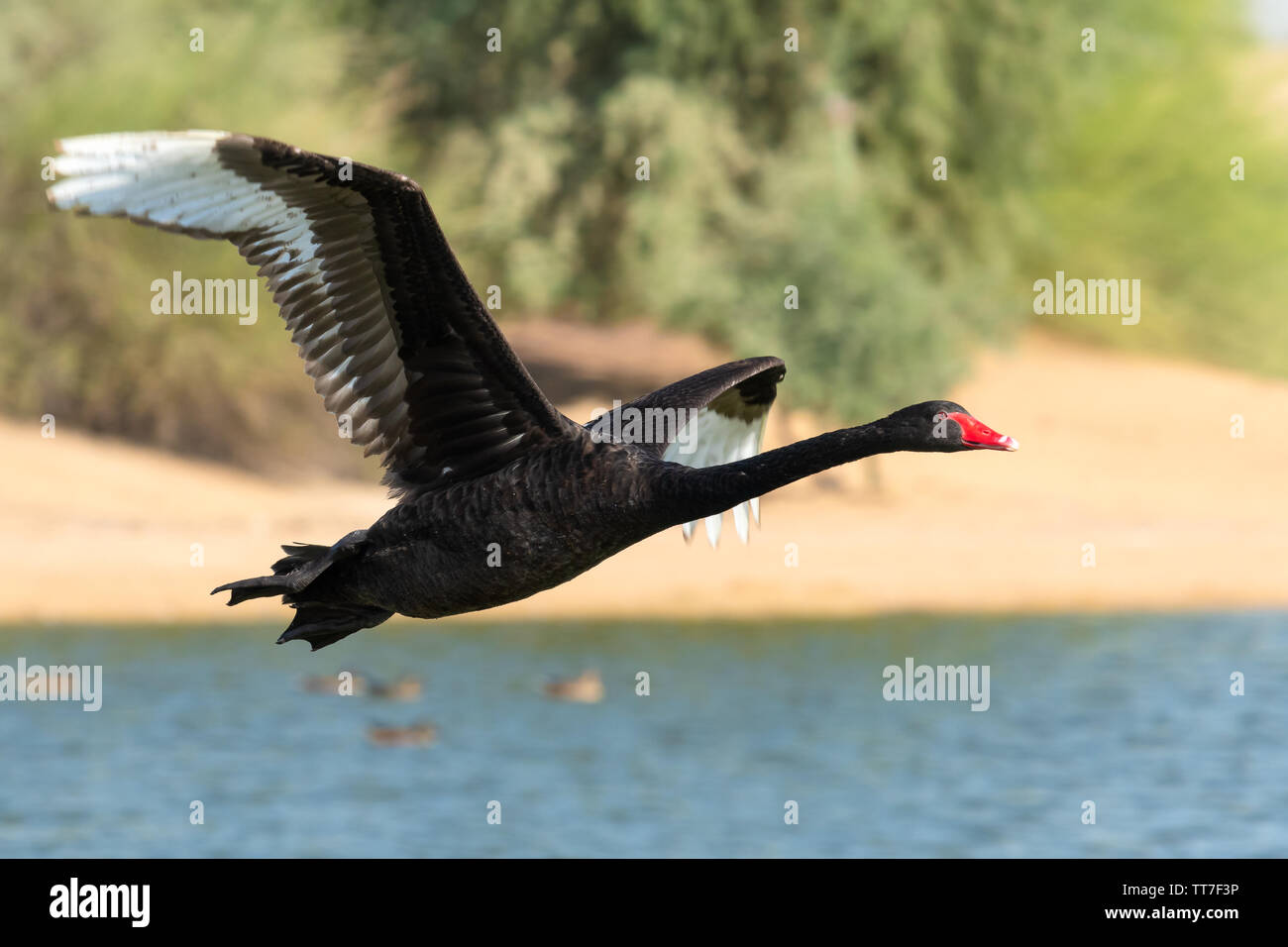 Black swan bird flying hi-res stock photography and images - Alamy
