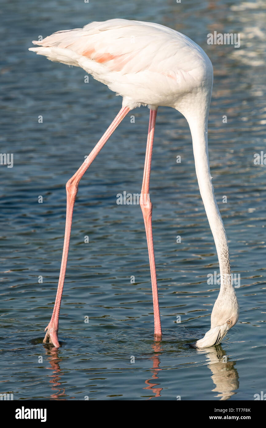 Greater flamingo (Phoenicopterus roseus) flock at Ras Al Khor in Dubai ...