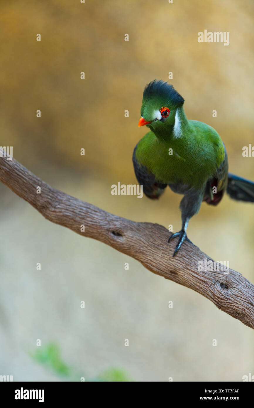 Tauraco hartlaubi hi-res stock photography and images - Alamy