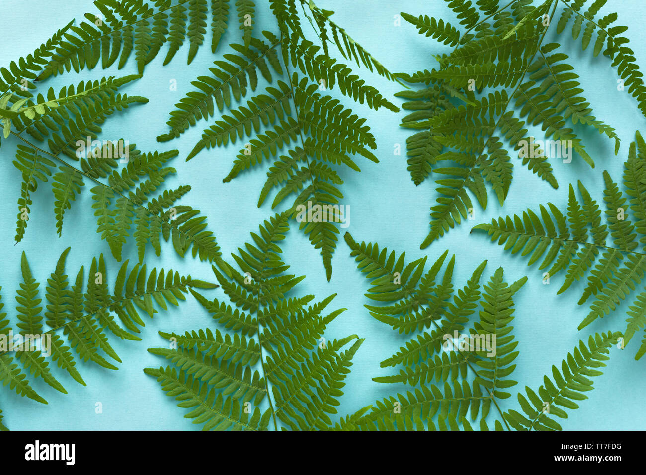 Creative layout of green fern leaves, wild plants on blue, top view ...
