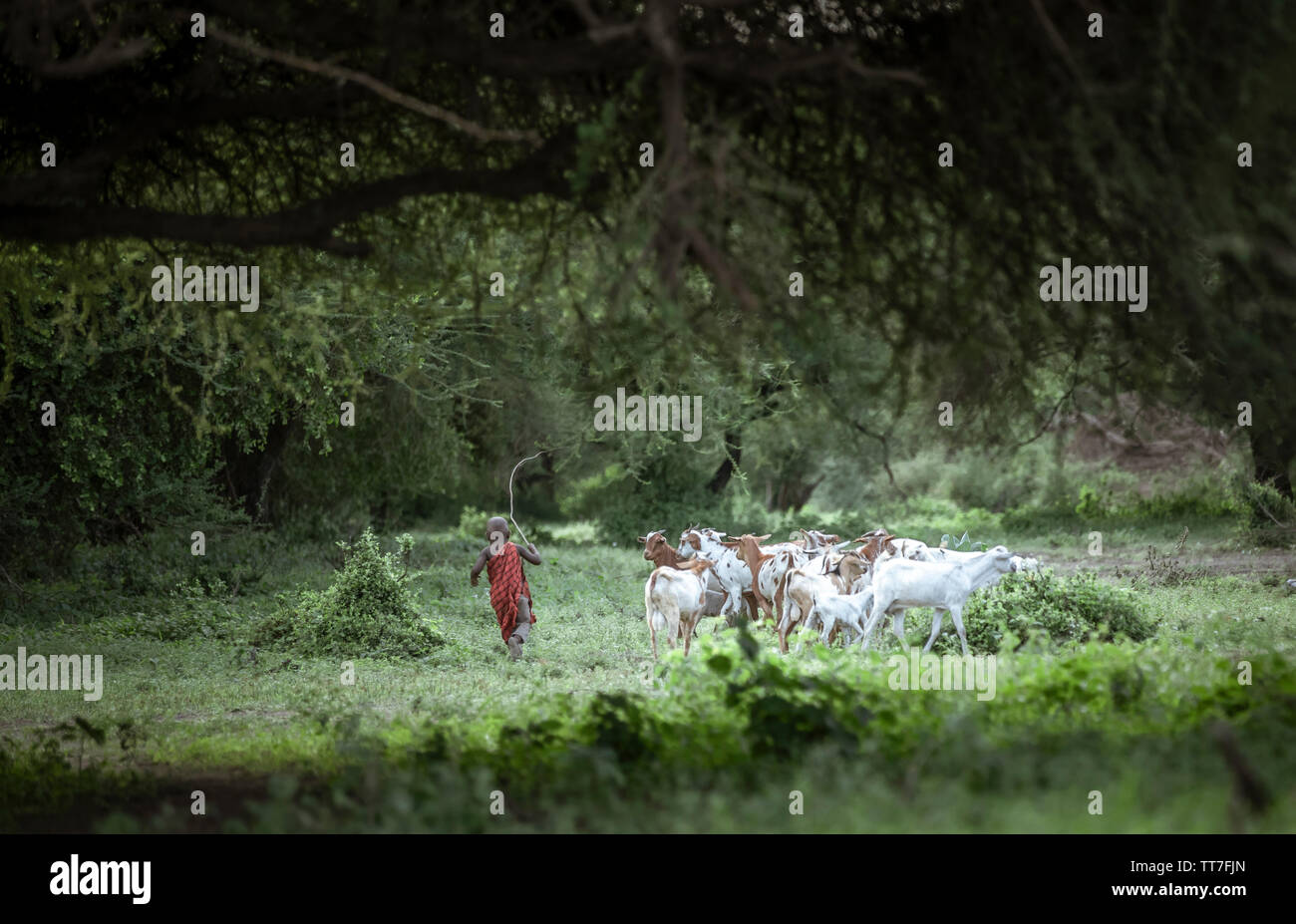 Same, Tanzania, 4th June, 2019: Maasai boy herding goats Stock Photo ...