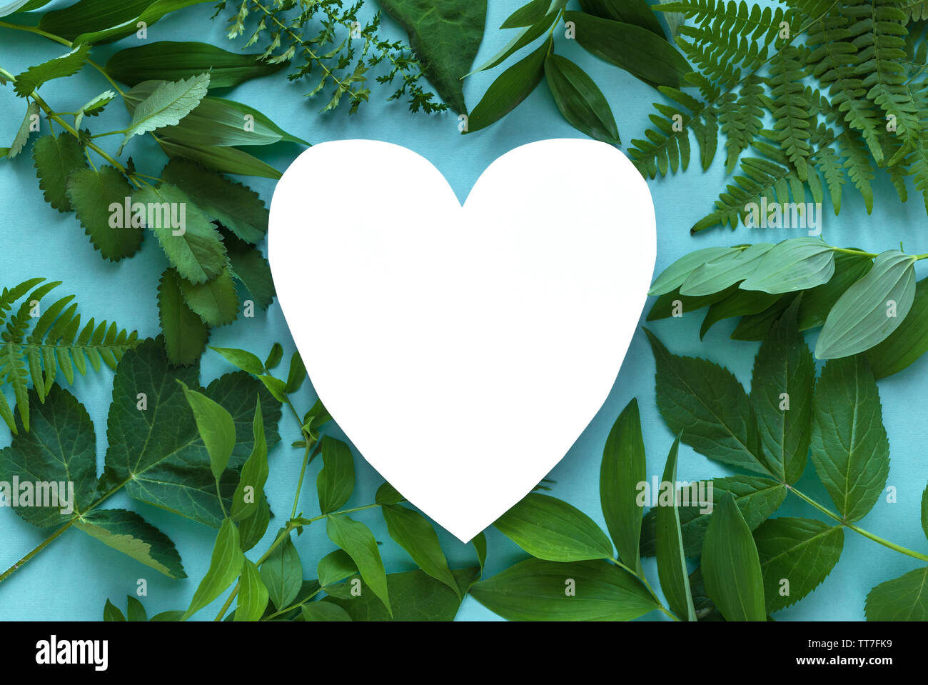 Creative layout of green leaves, various wild plants on blue and white ...