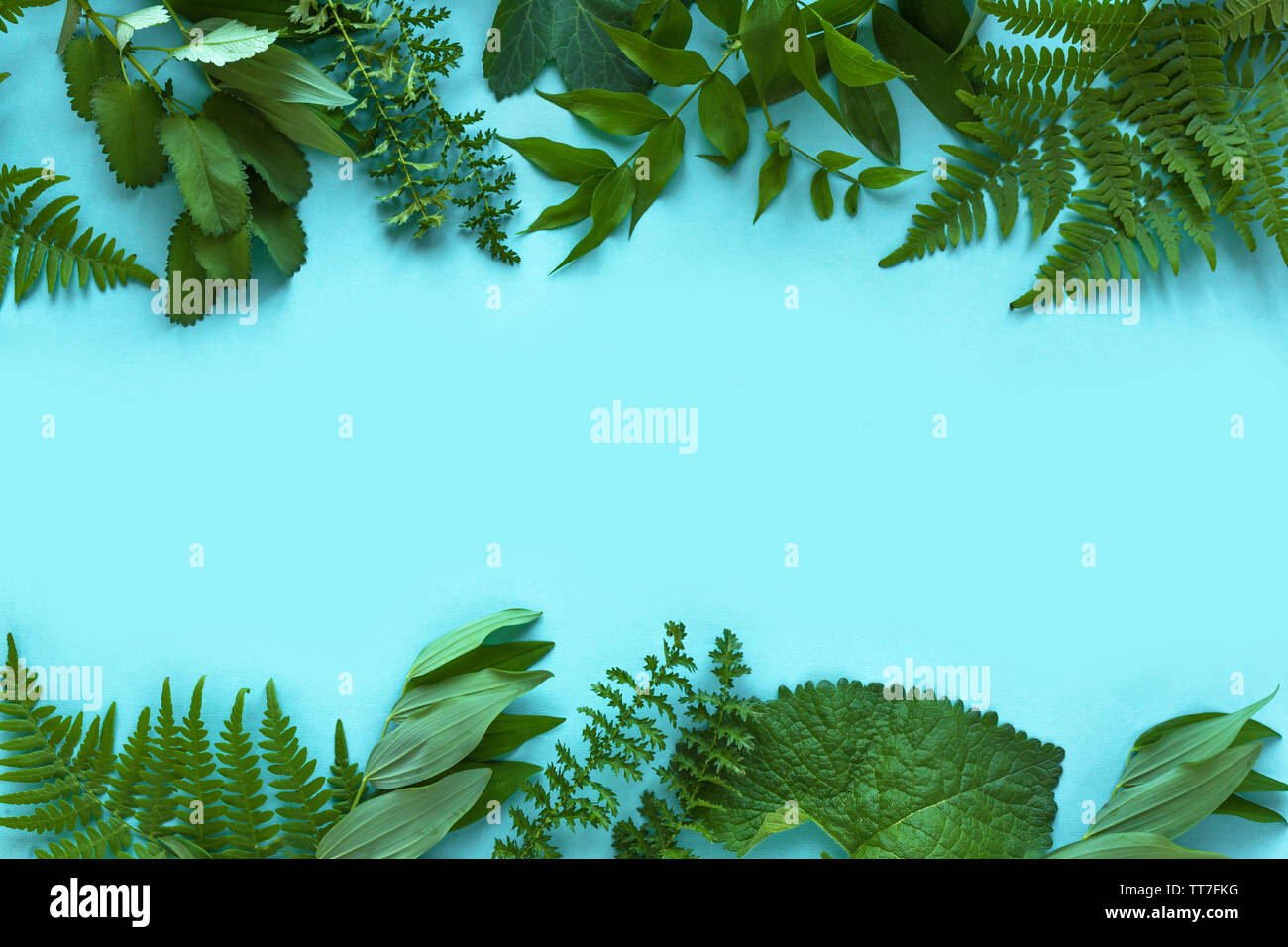 Creative layout of green leaves, various wild plants on blue, top view ...