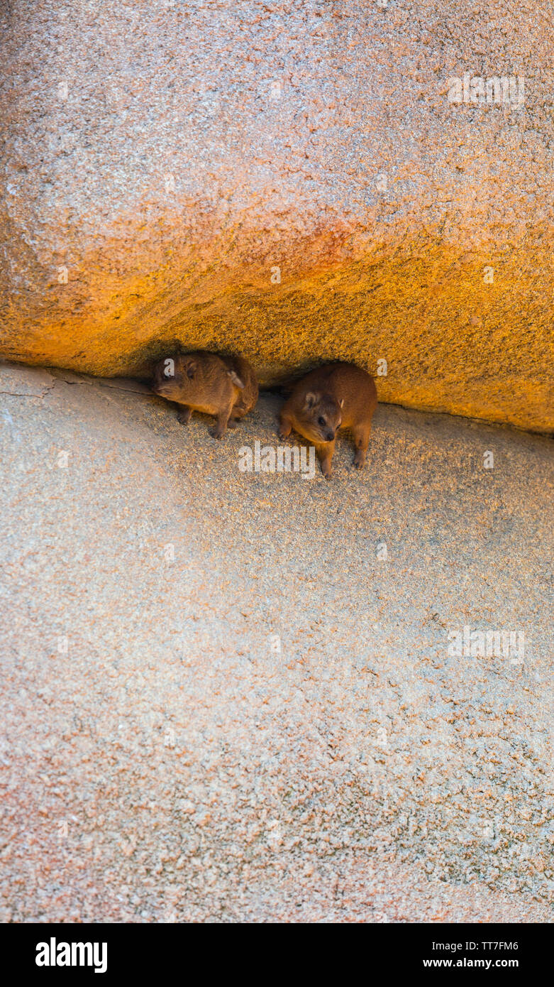 Rock hyrax (Procavia capensis) or Cape hyrax Stock Photo - Alamy