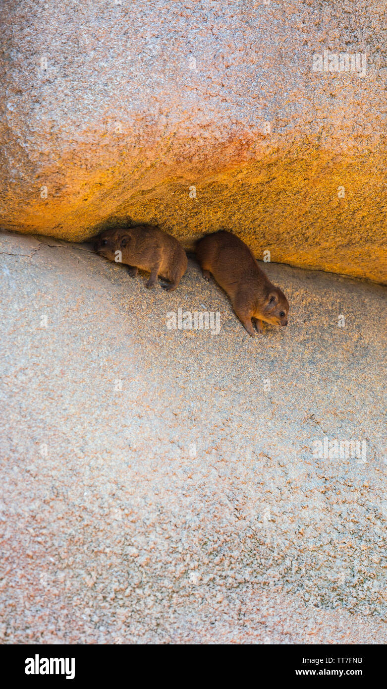 Rock hyrax (Procavia capensis) or Cape hyrax Stock Photo - Alamy