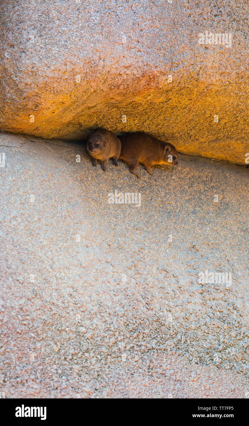 Rock hyrax (Procavia capensis) or Cape hyrax Stock Photo - Alamy