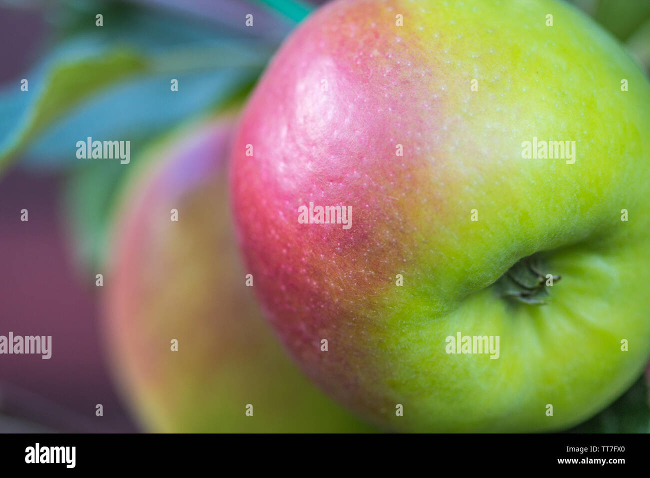 Two apples growing on branch hi-res stock photography and images - Alamy