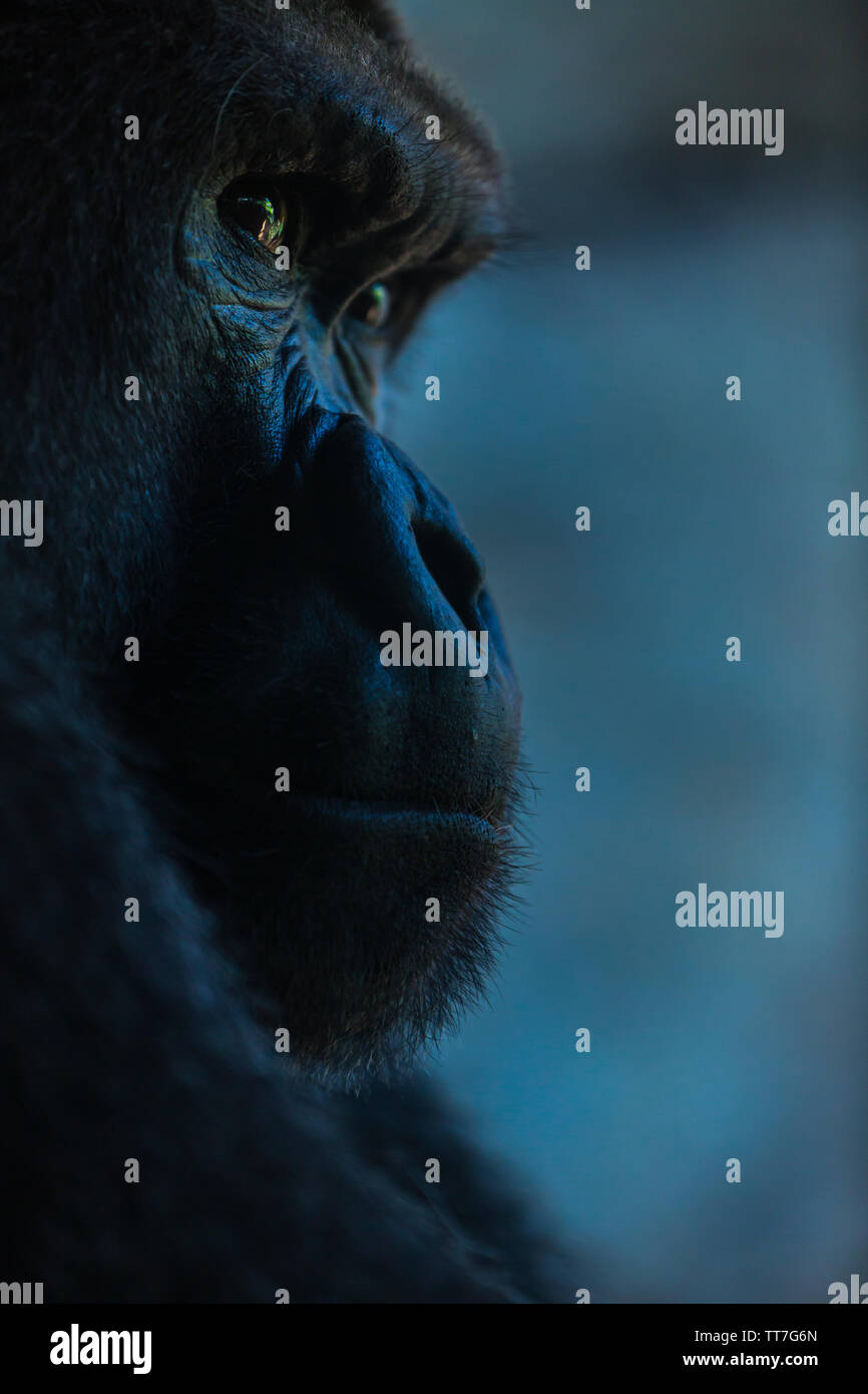 Western lowland gorilla (Gorilla gorilla gorilla Stock Photo - Alamy