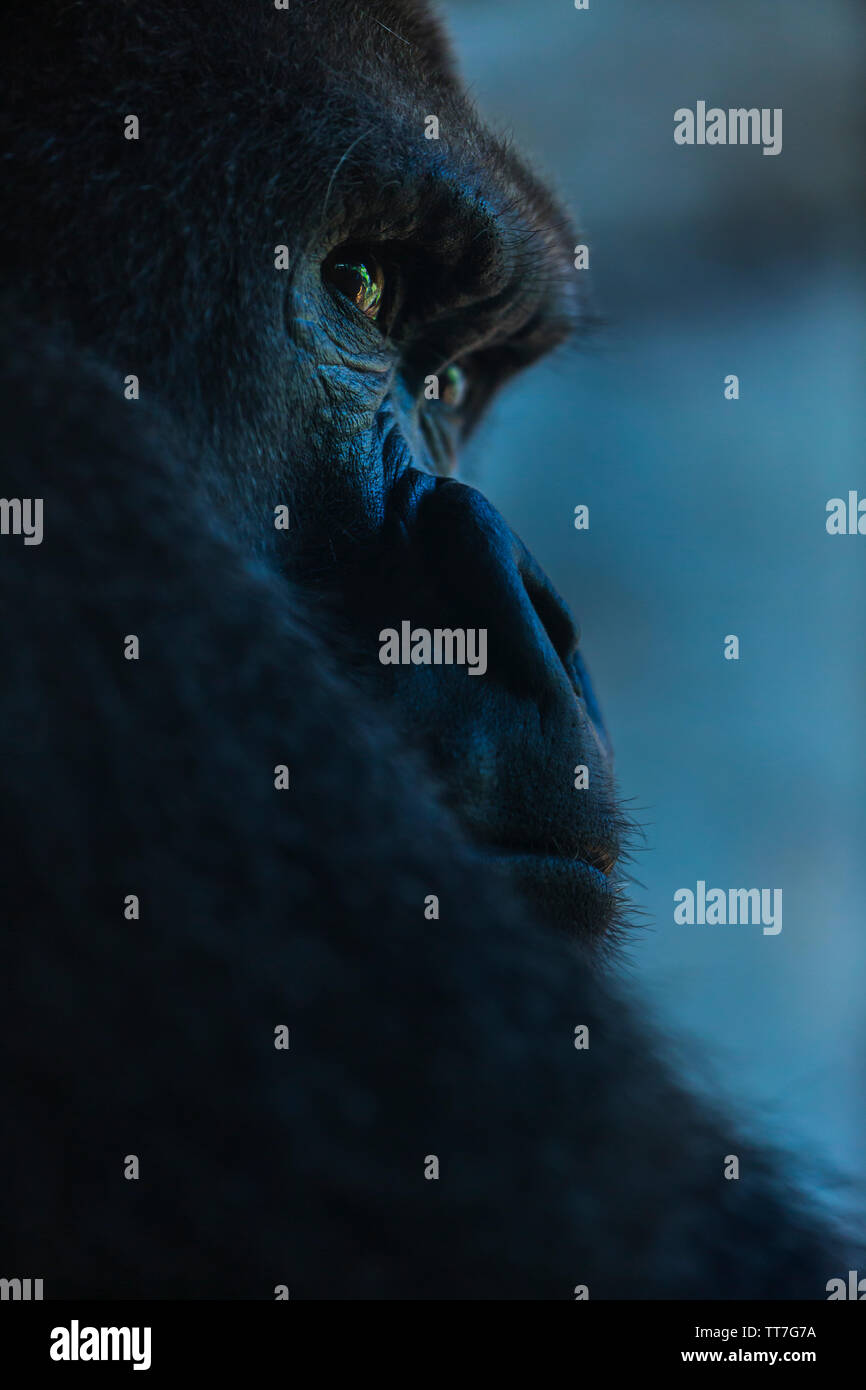 Western lowland gorilla (Gorilla gorilla gorilla Stock Photo - Alamy