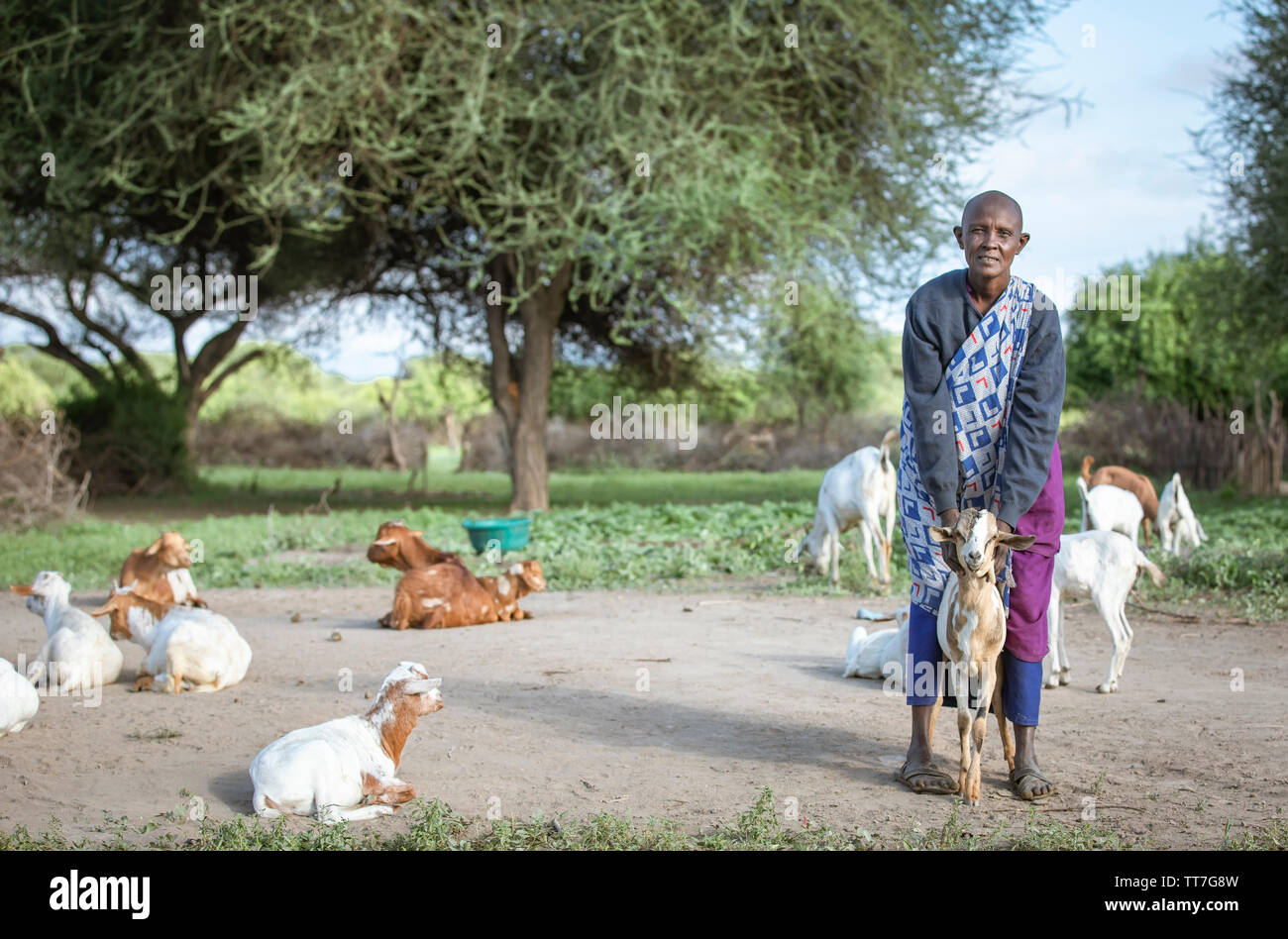 same, Tanzania, 4th June 2019: maasai woman with her goat Stock Photo ...