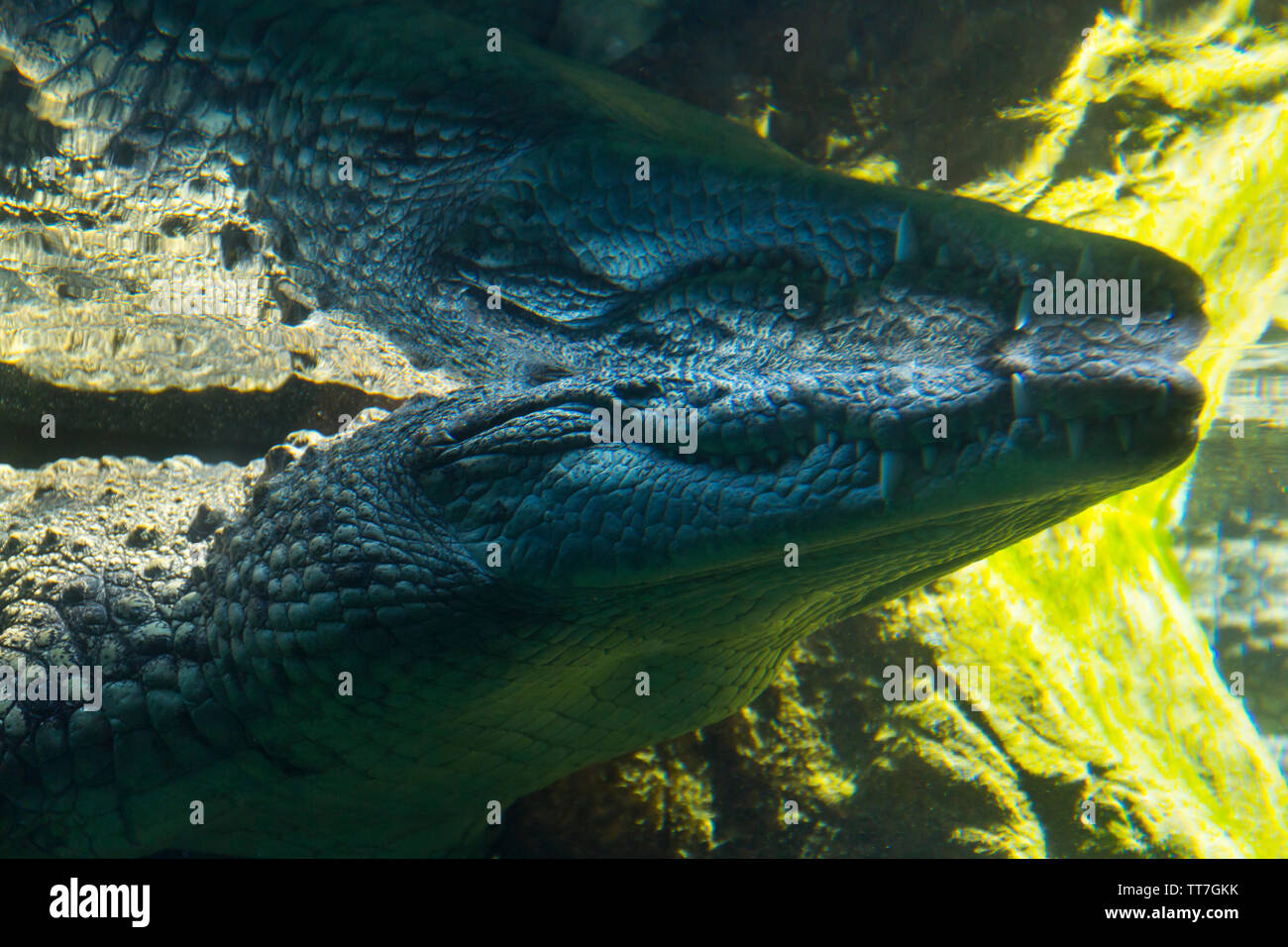 Visit crocodile farm hi-res stock photography and images - Alamy