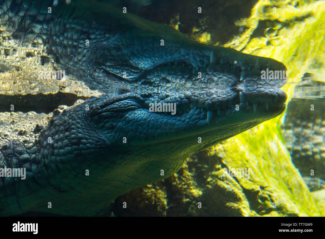 Cocodrilo del nilo crocodylus niloticus hi-res stock photography and ...