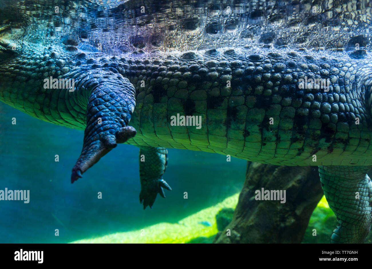 Cocodrilo del nilo crocodylus niloticus hi-res stock photography and ...