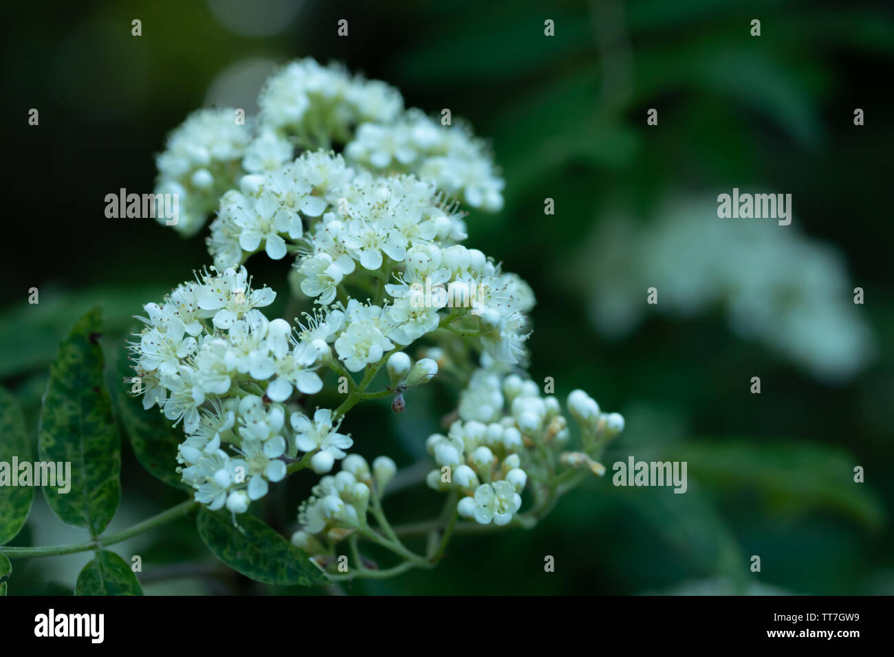 White flowers of the rowan tree in forest Stock Photo - Alamy