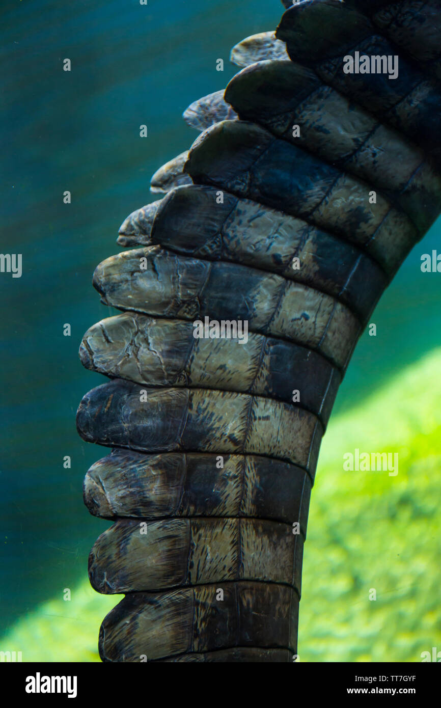 Cocodrilo del nilo crocodylus niloticus hi-res stock photography and ...