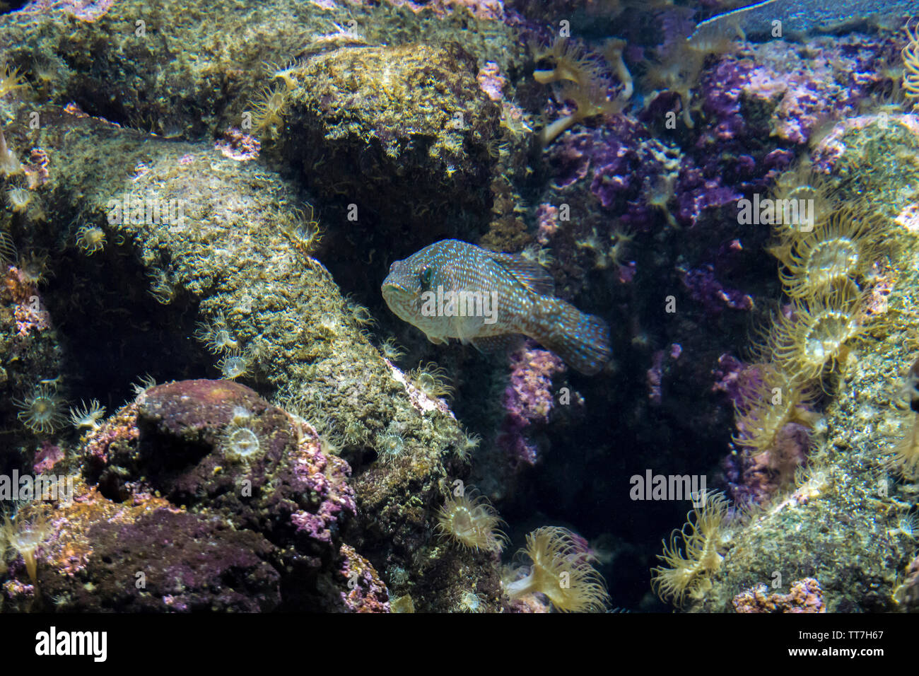 Cretaquarium hi-res stock photography and images - Alamy