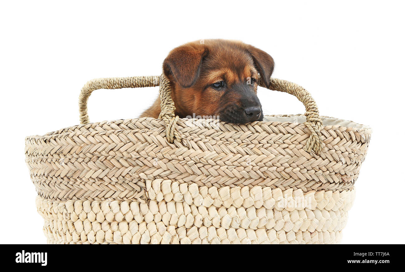 Cute puppy in wicker bag isolated on white Stock Photo - Alamy