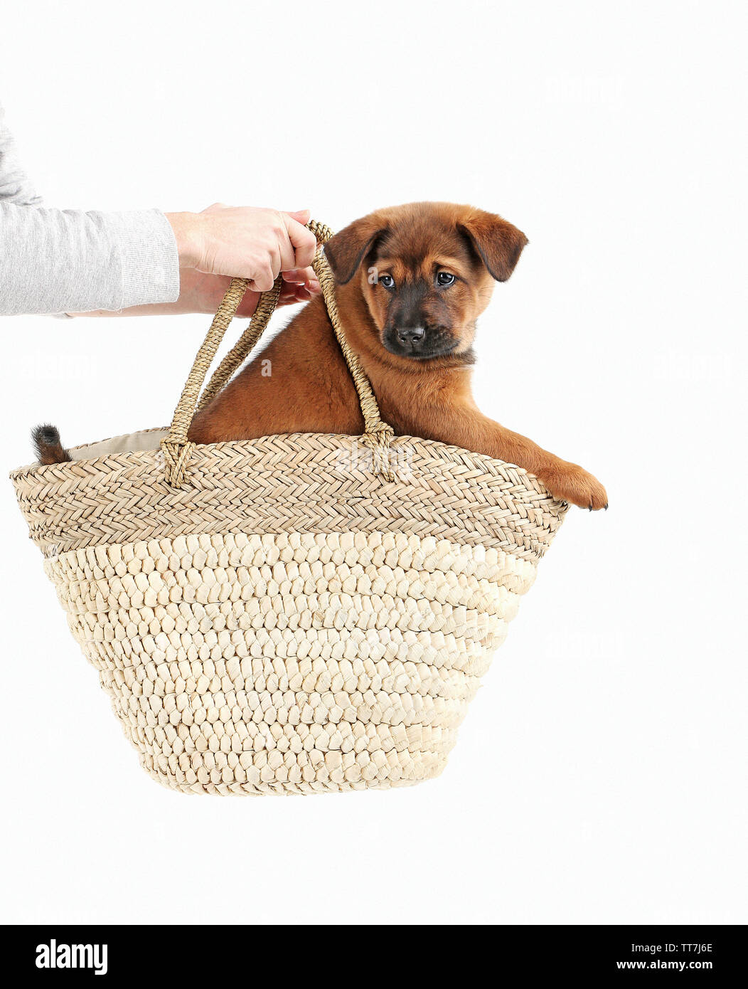 Cute puppy in wicker bag isolated on white Stock Photo - Alamy