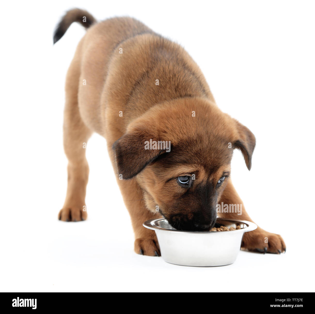 Cute puppy eating isolated on white Stock Photo - Alamy