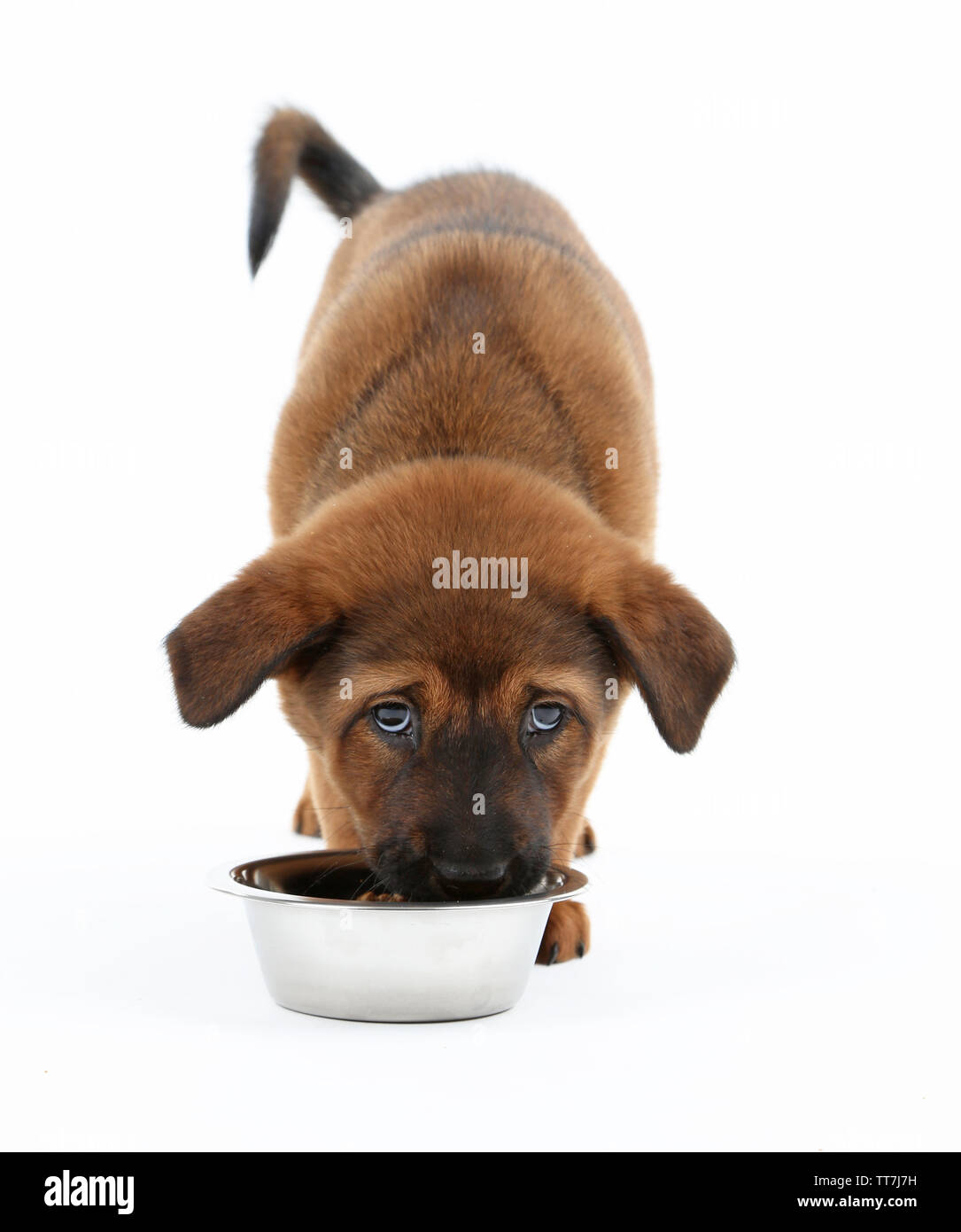 Cute puppy eating isolated on white Stock Photo - Alamy