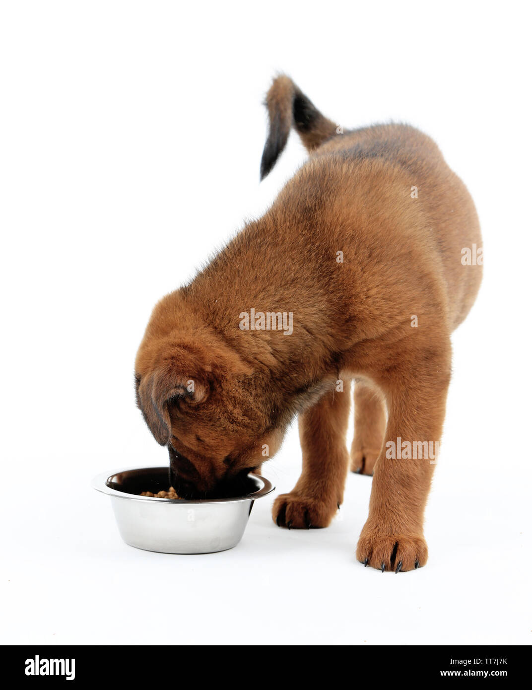 Cute puppy eating isolated on white Stock Photo - Alamy