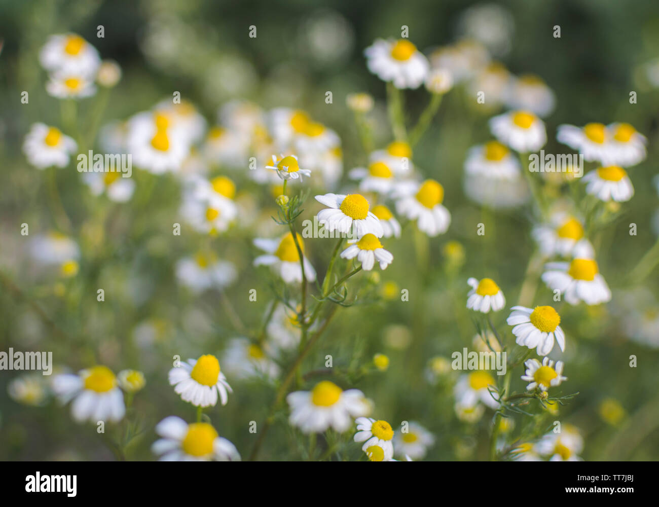 Close up shot of natural chamomile Stock Photo - Alamy