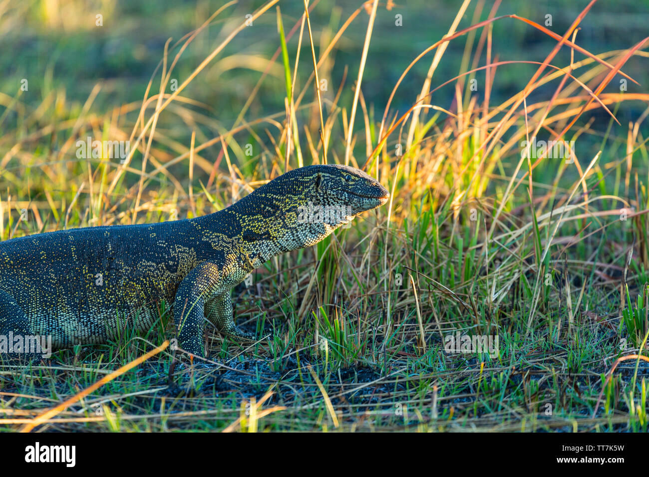 Nile monitor lizard (Varanus niloticus), Okavango Delta, Botswana ...