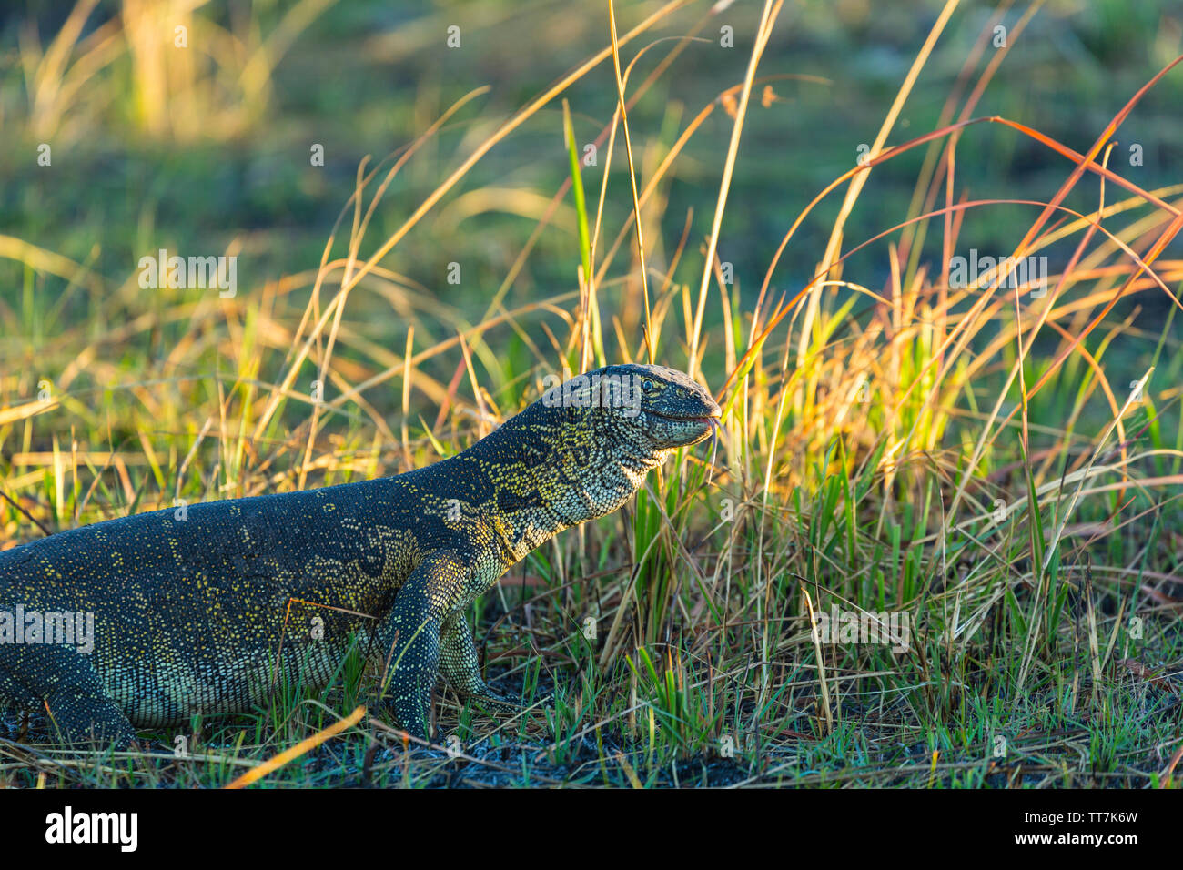 Nile monitor lizard (Varanus niloticus), Okavango Delta, Botswana ...