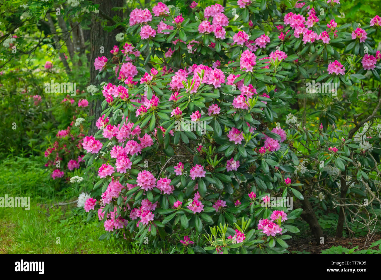 Pink rhododendron flowers on bush in the park, Finland Stock Photo - Alamy