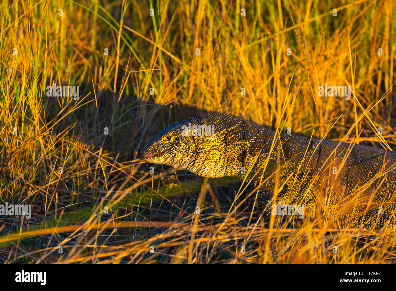 Nile monitor lizard (Varanus niloticus), Okavango Delta, Botswana ...