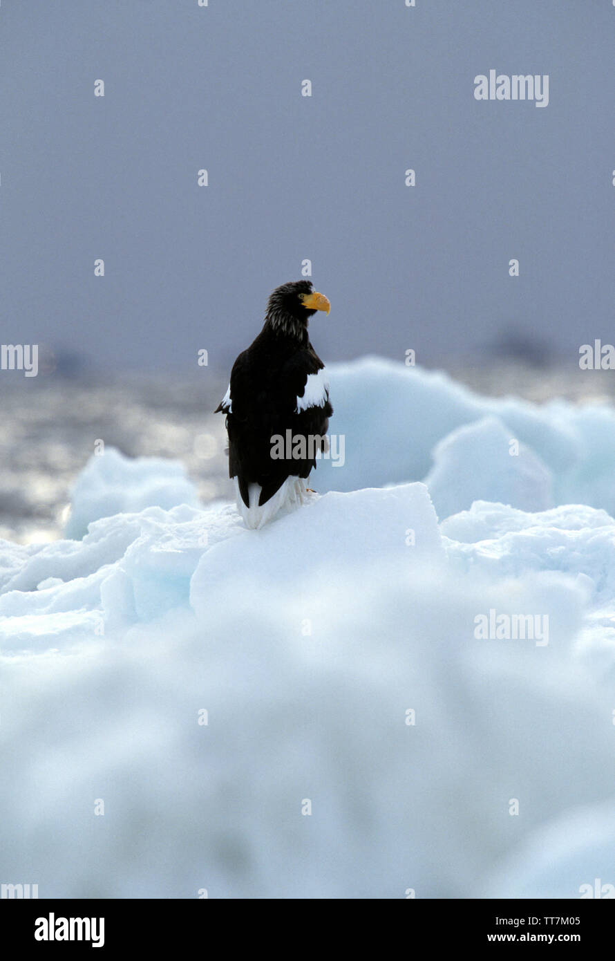 Nemuro straits hi-res stock photography and images - Alamy