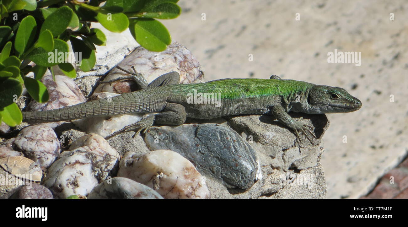 Sicilian Lizard High Resolution Stock Photography and Images - Alamy