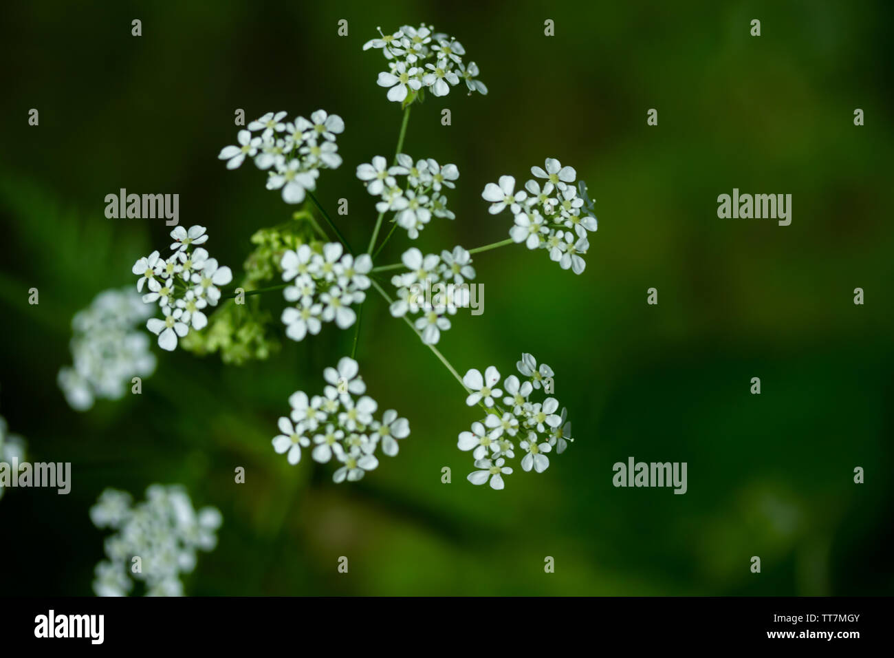 Macro of tiny white cow parsley flowers, selective focus with bokeh ...