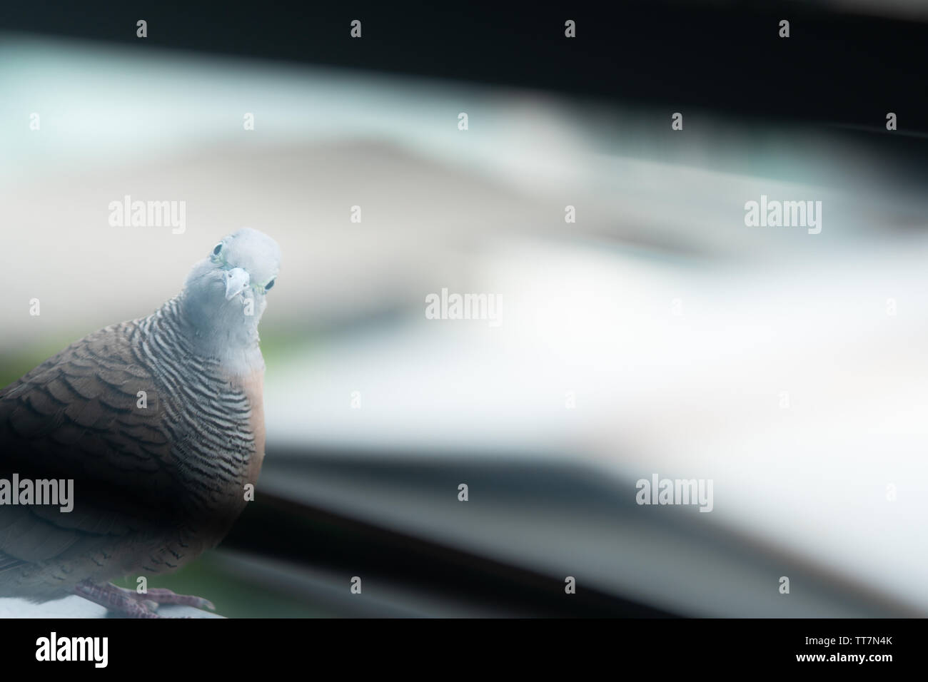 Suspicious bird. Cute bird with brown and grey feathers. Bird living in ...