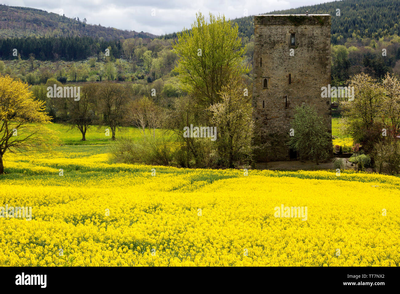 Medieval irish Tower House on rapeseed field with hills covered with ...