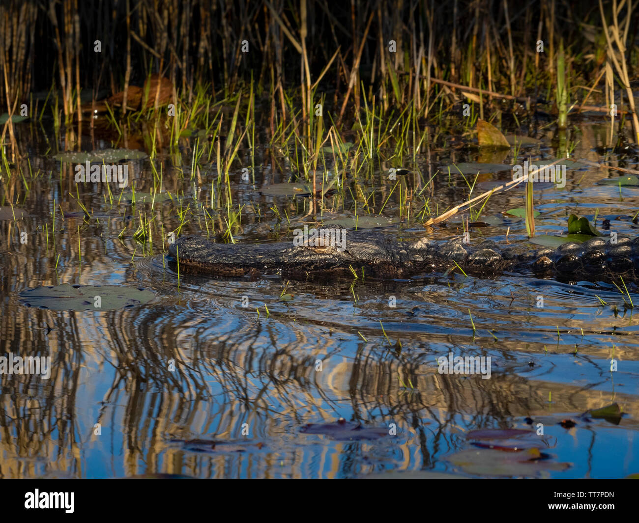 Georgia gator hi-res stock photography and images - Alamy
