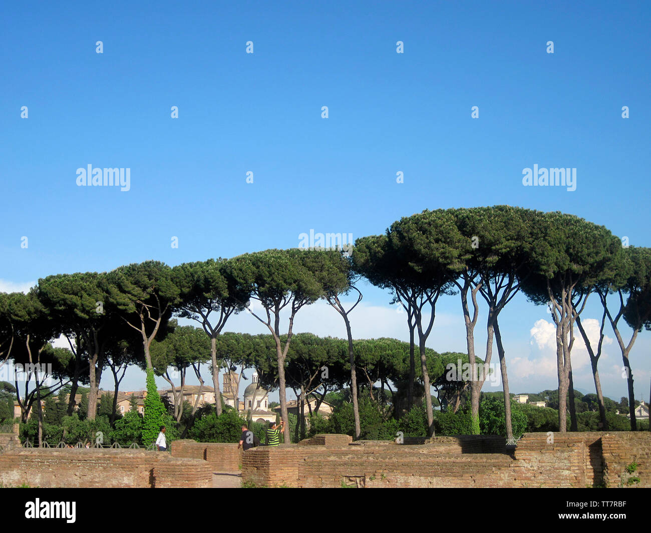 Umbrella pine tree on palatine hi-res stock photography and images - Alamy