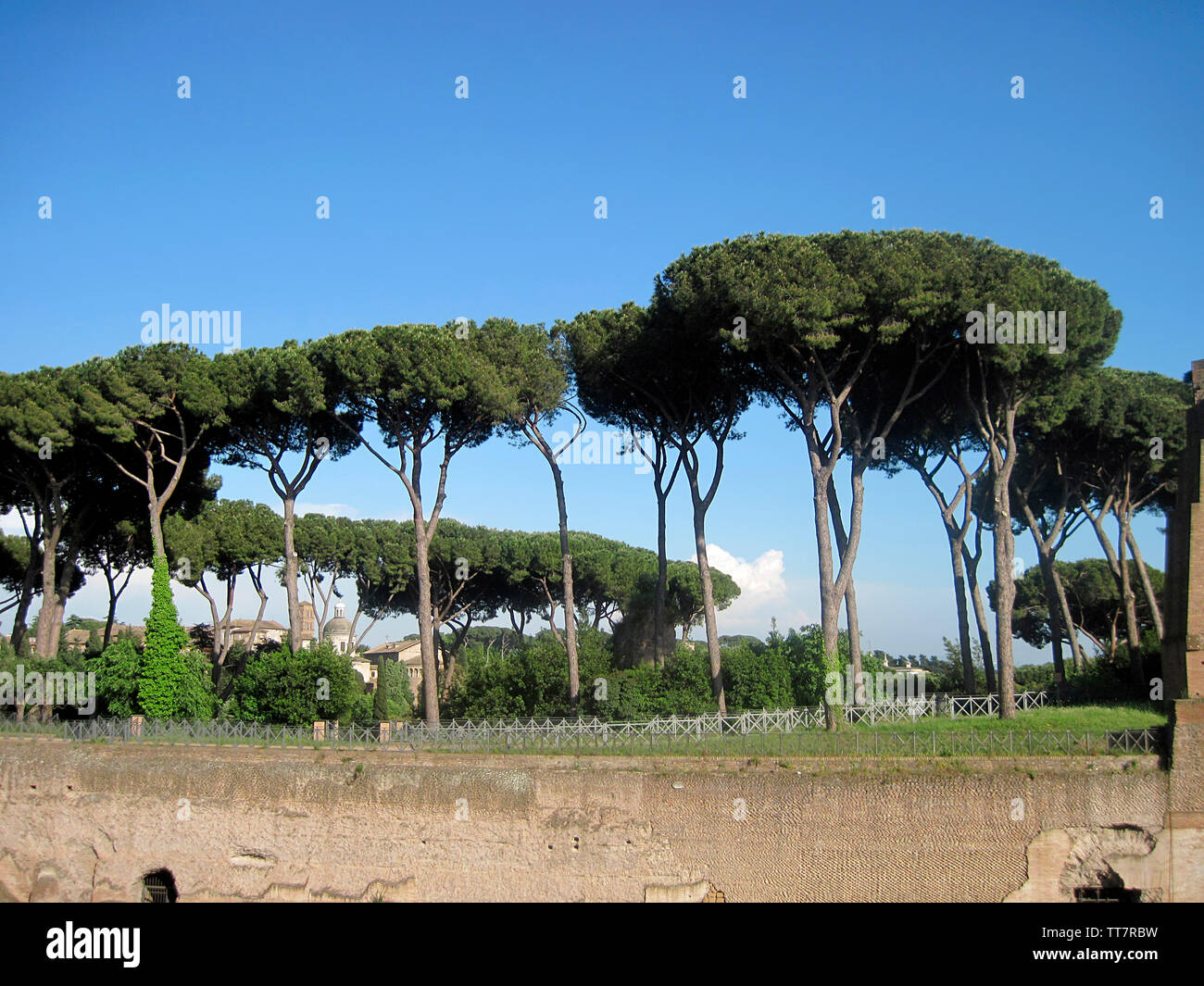 A VIEW OF A GROUP OF UMBRELLA PINE TREES ON PALLANTINE HILL WITH ...