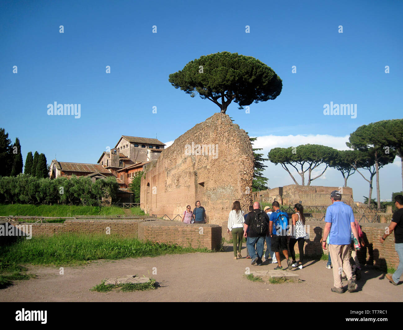 A VIEW OF A GROUP OF UMBRELLA PINE TREES ON PALLANTINE HILL WITH ...