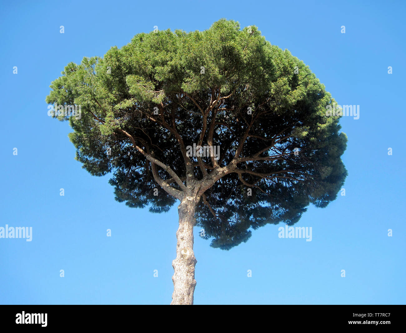 Umbrella Pine Tree High Resolution Stock Photography and Images - Alamy